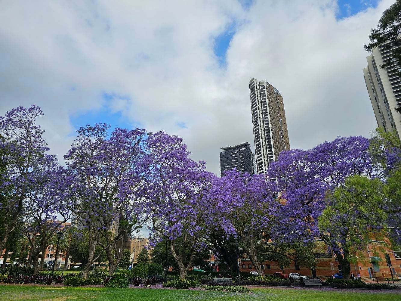 Jacaranda trees - Samsung Members