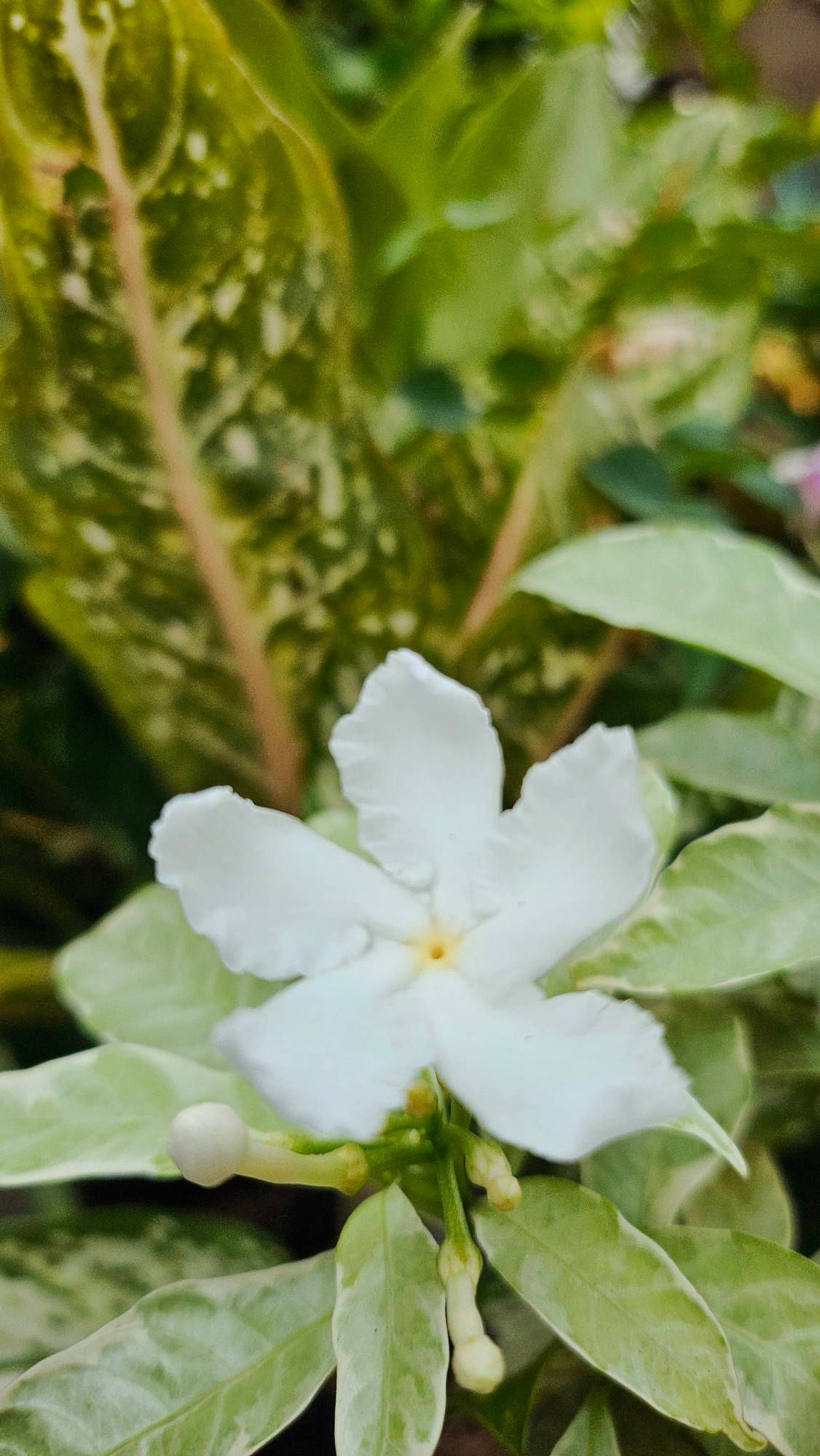 Solved: Putih belum tentu Melati - Samsung Members