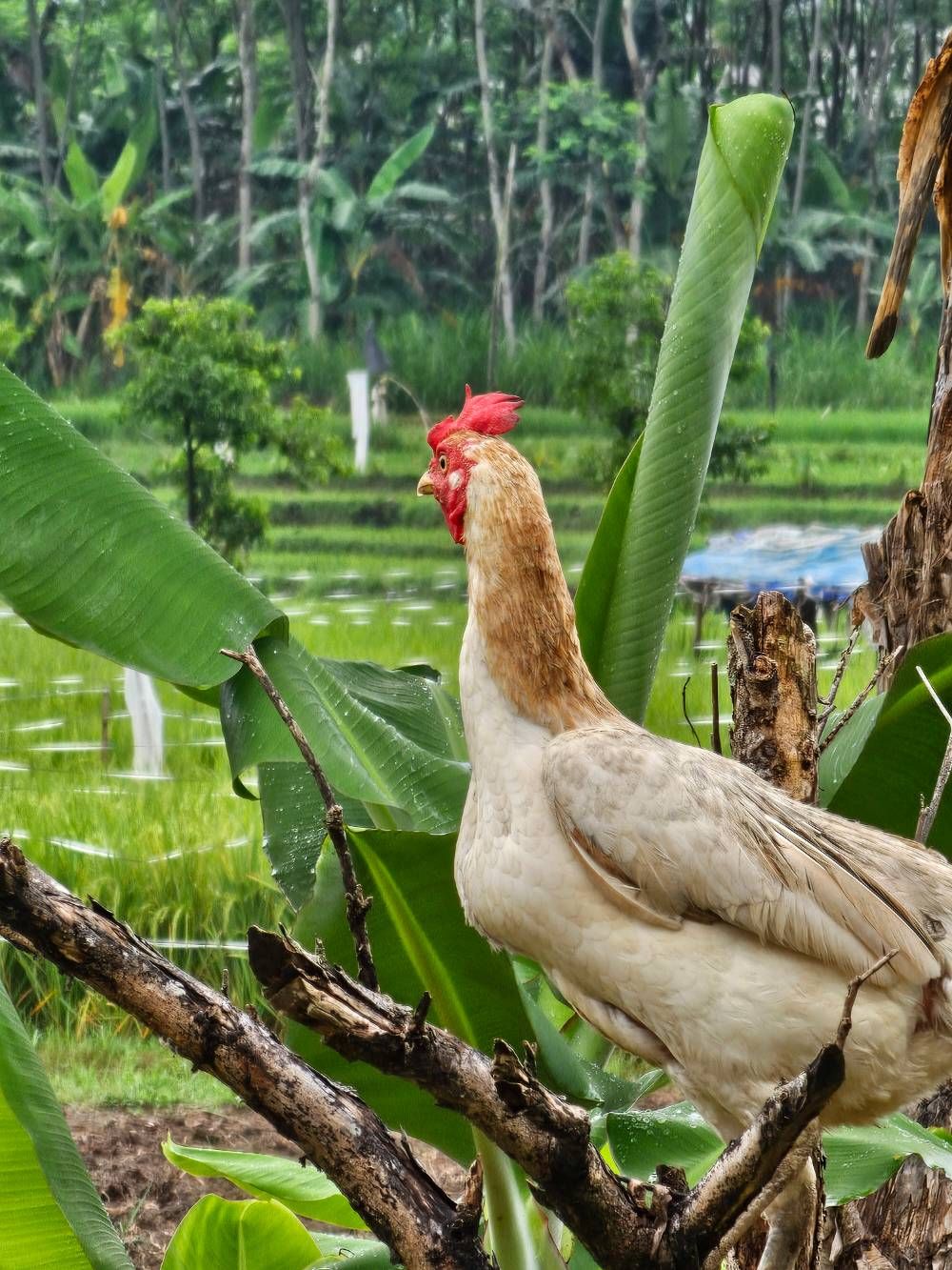 Ayam-ayaman \ S23 Ultra - Samsung Members