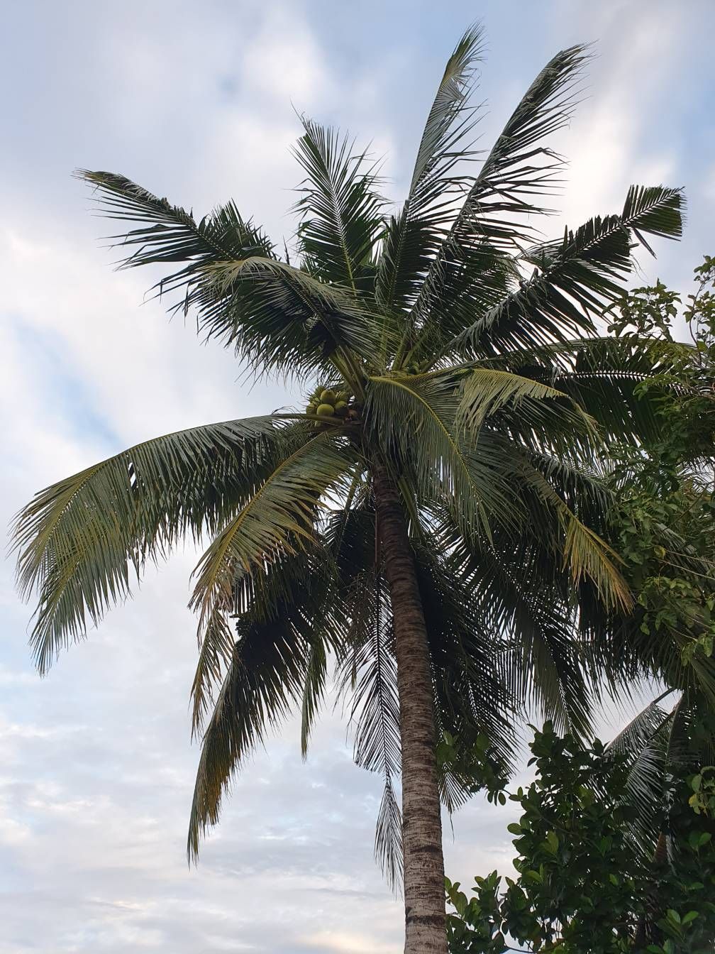 Coconut tree - Samsung Members