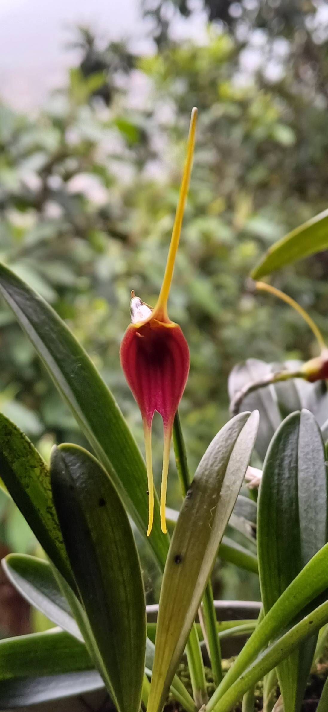 Orquídea Masdevallia Infracta - Samsung Members