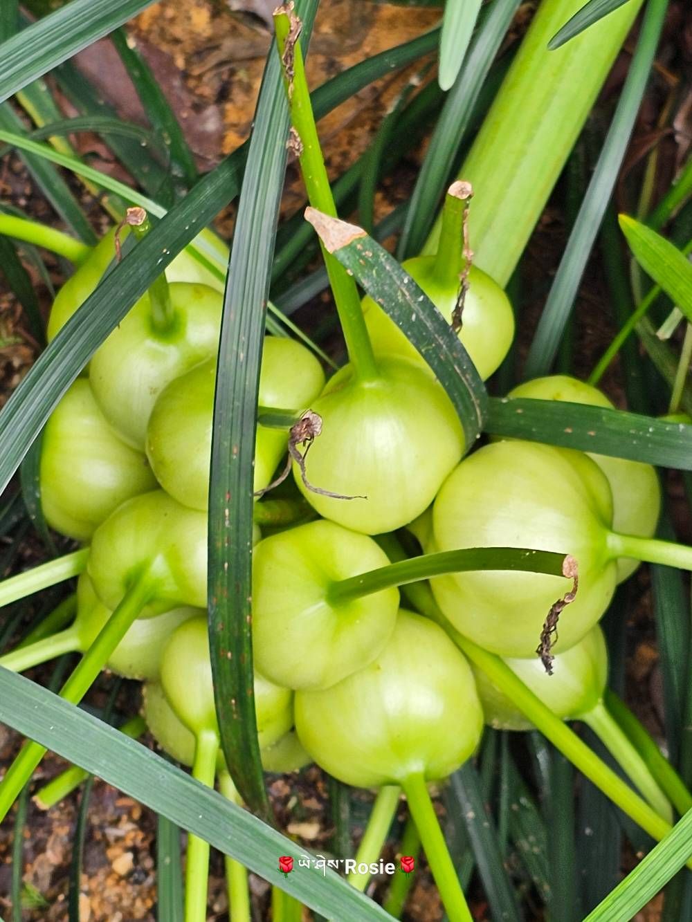 Bunga spider lily bulbs, - Samsung Members