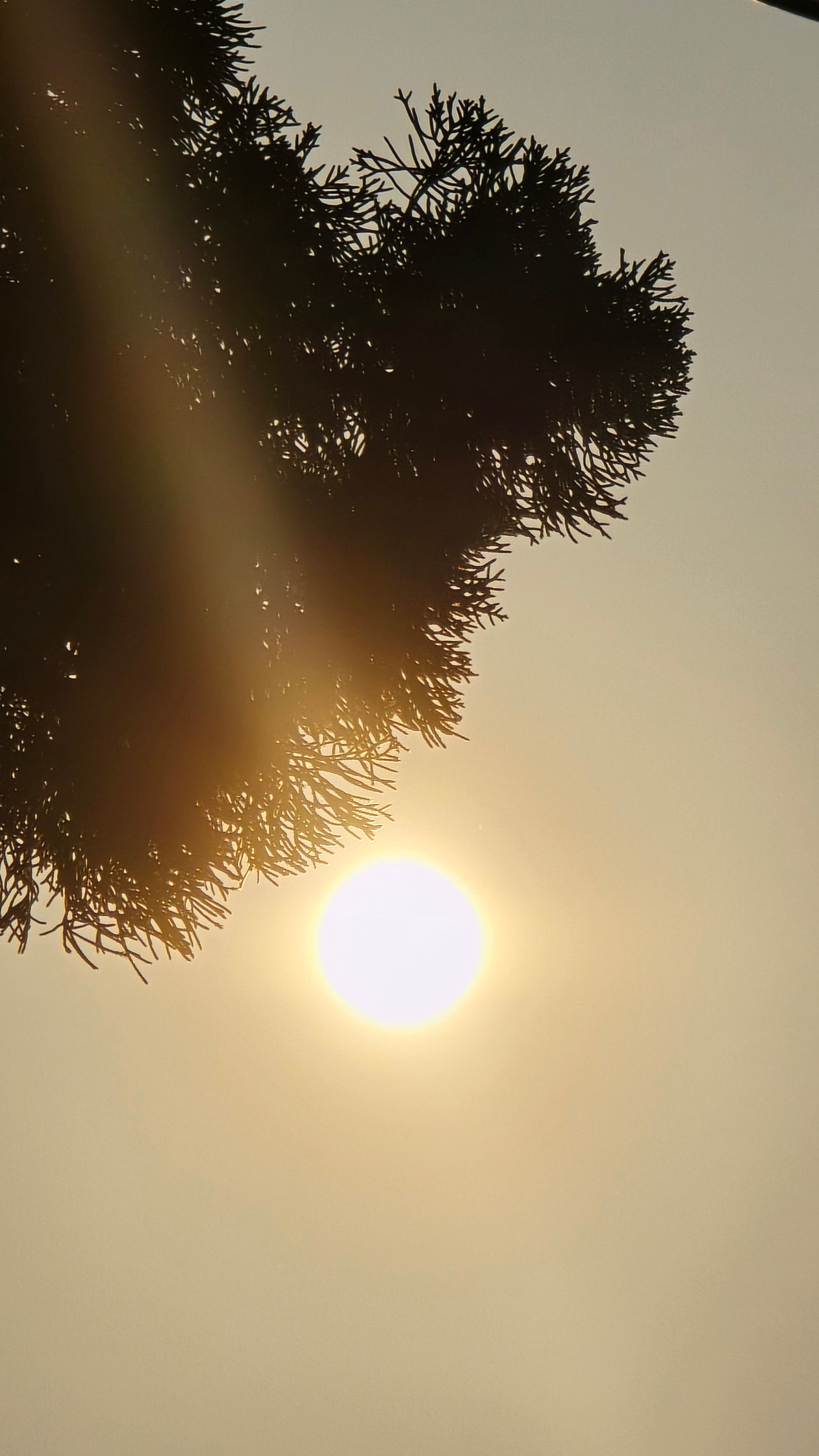 Kuning hitam (galaxy s24 ultra) - Samsung Members