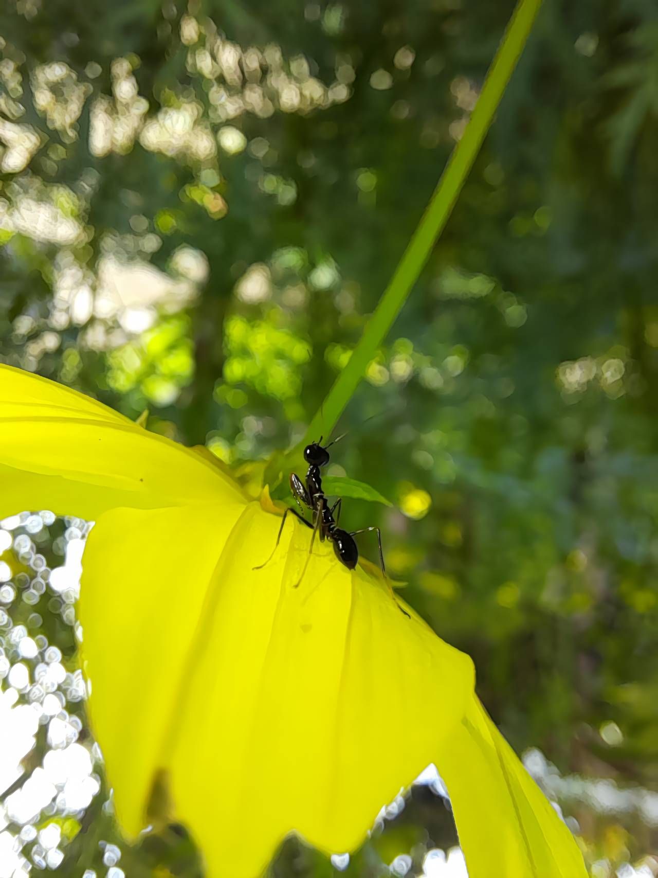 Black ant - Samsung Members