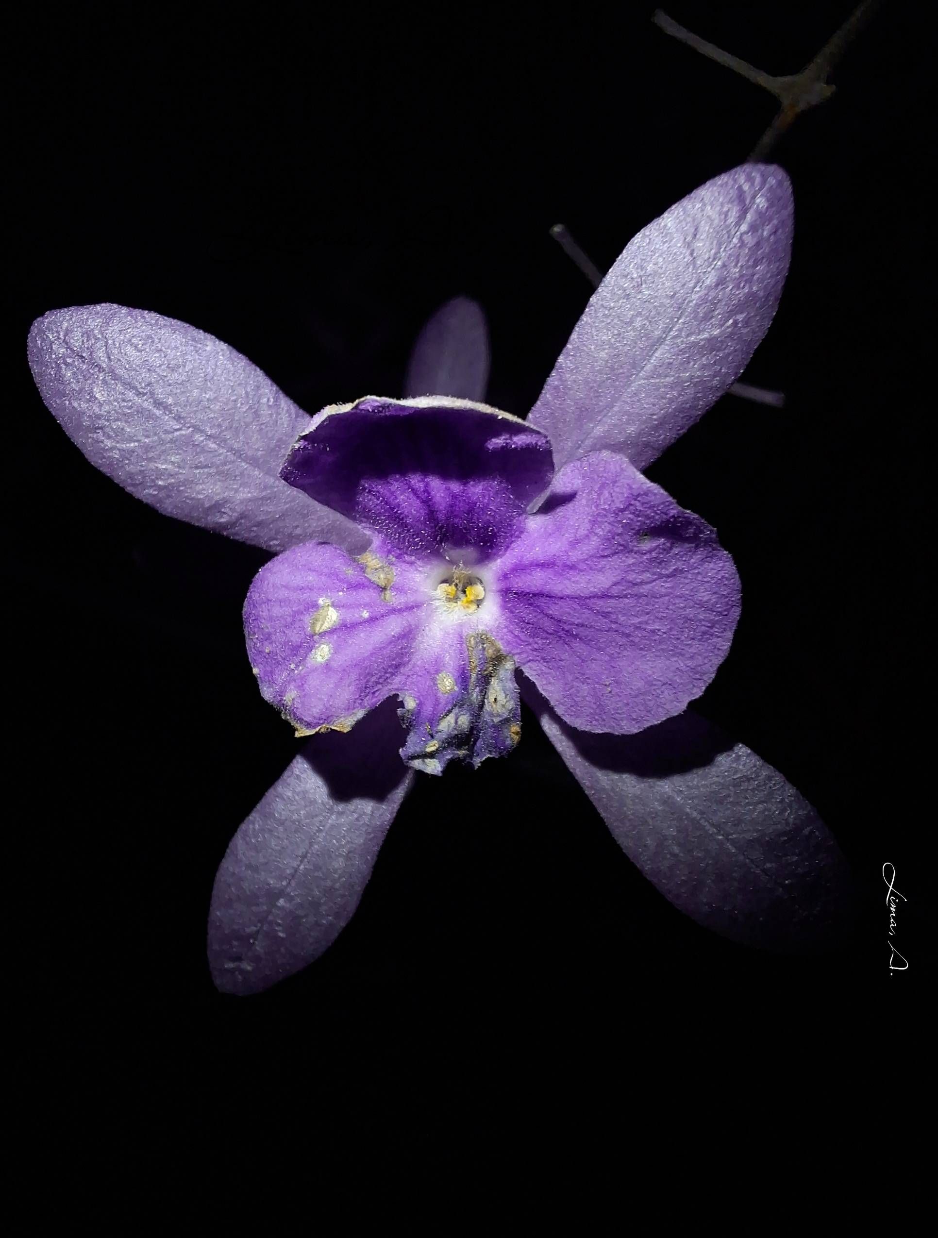 Flor de São Miguel 🪻🍃 - Samsung Members