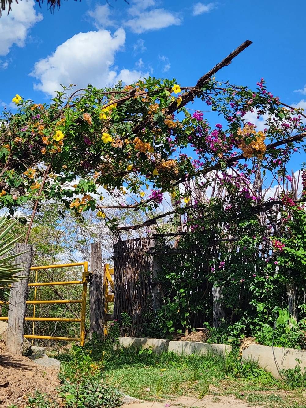 Plantas - Samsung Members