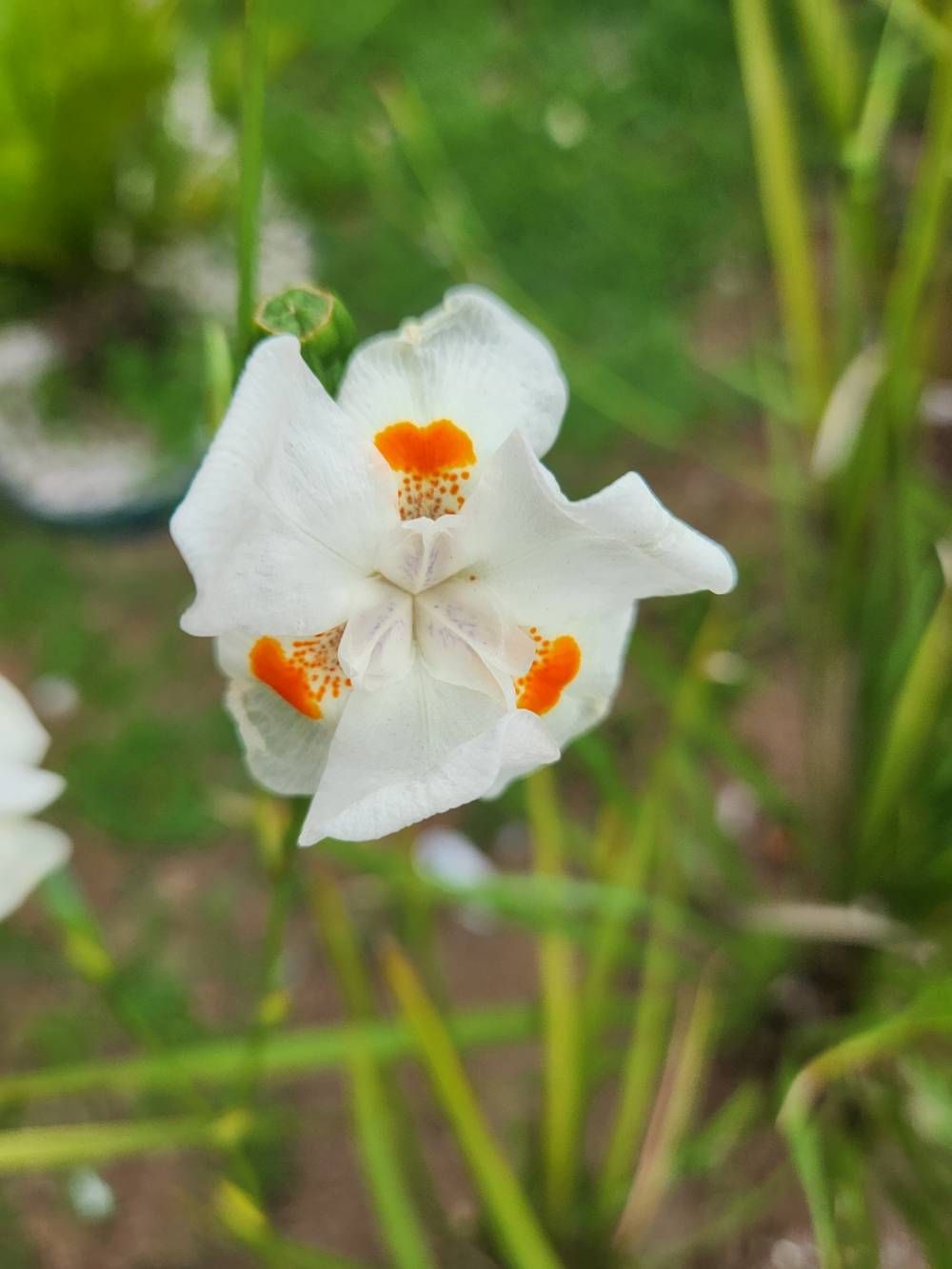 Vamos florir mais nossa Timeline! 🌼🌷 - Samsung Members