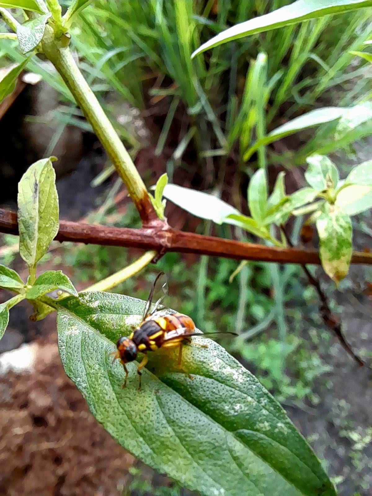 Lalat perusak buah - Samsung Members