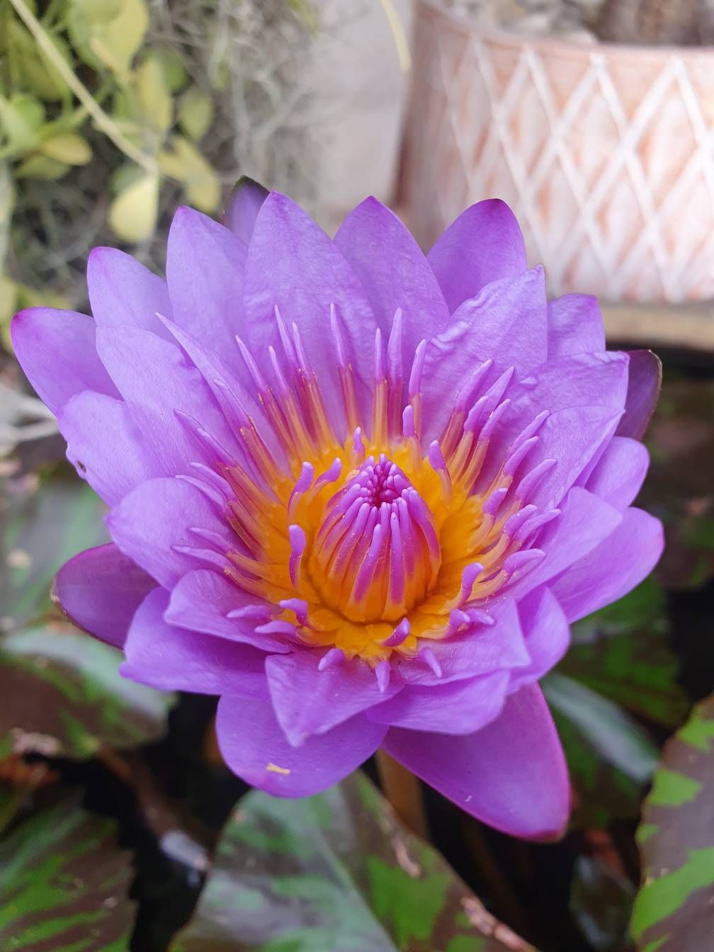 Water lily - Samsung Members