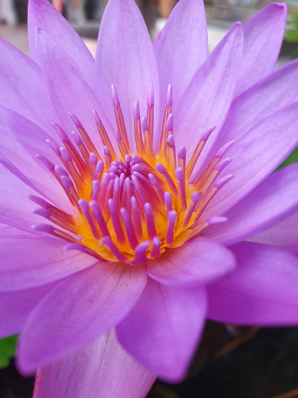 Water lily - Samsung Members