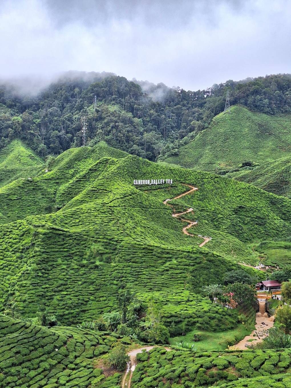 Cameron Valley Tea - Samsung Members