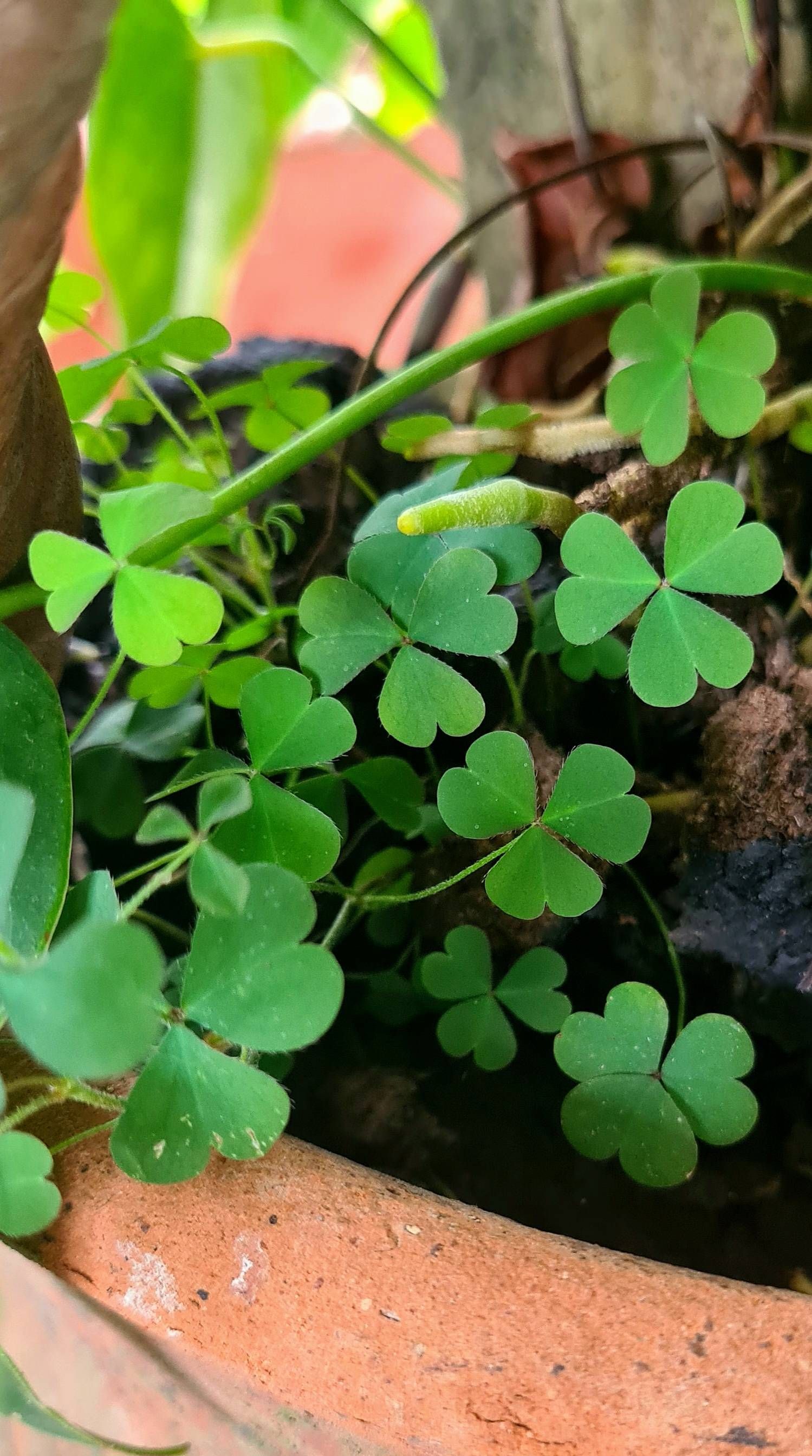 Observar os detalhes ☘️ - Samsung Members