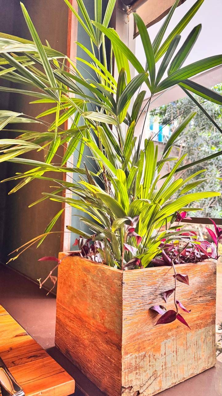 Plantas 🌿 - Samsung Members