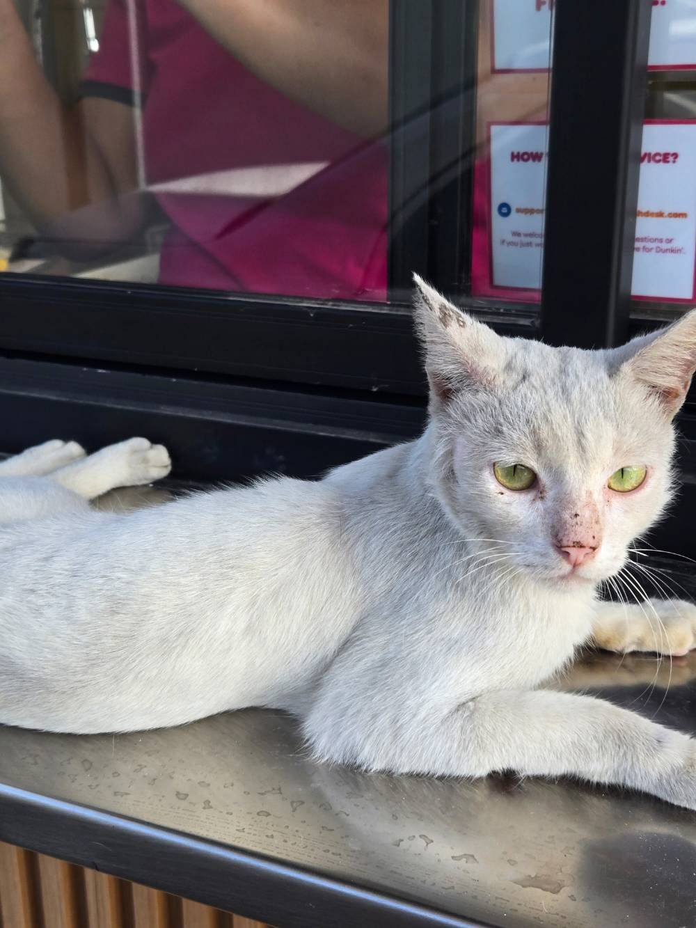 Cat Drive Thru 😻😆 - Samsung Members