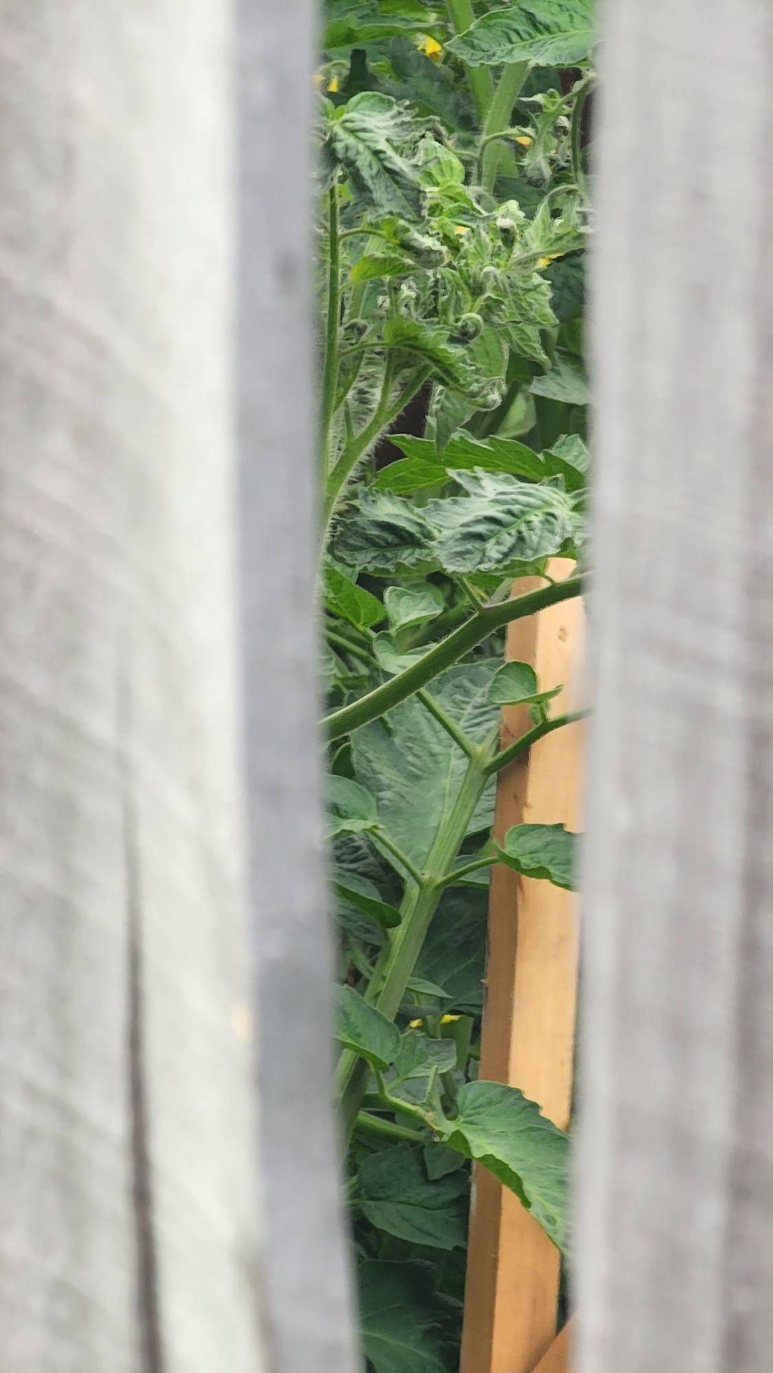 😂Spy on next door garden🤣 - Samsung Members