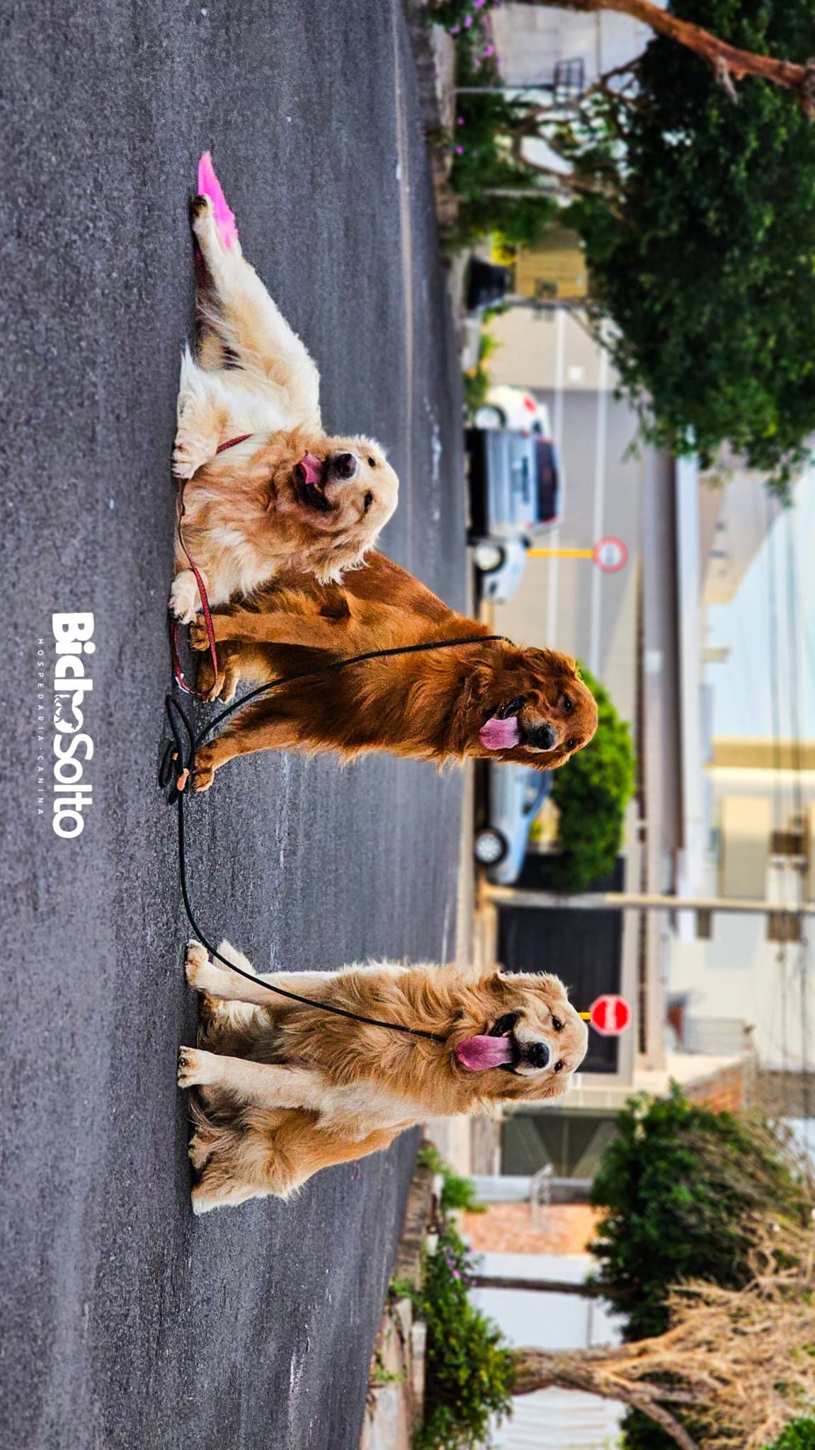 Dogs from S23 Ultra - Samsung Members