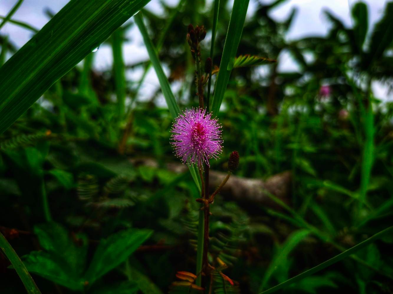 Putri Malu - Samsung Members