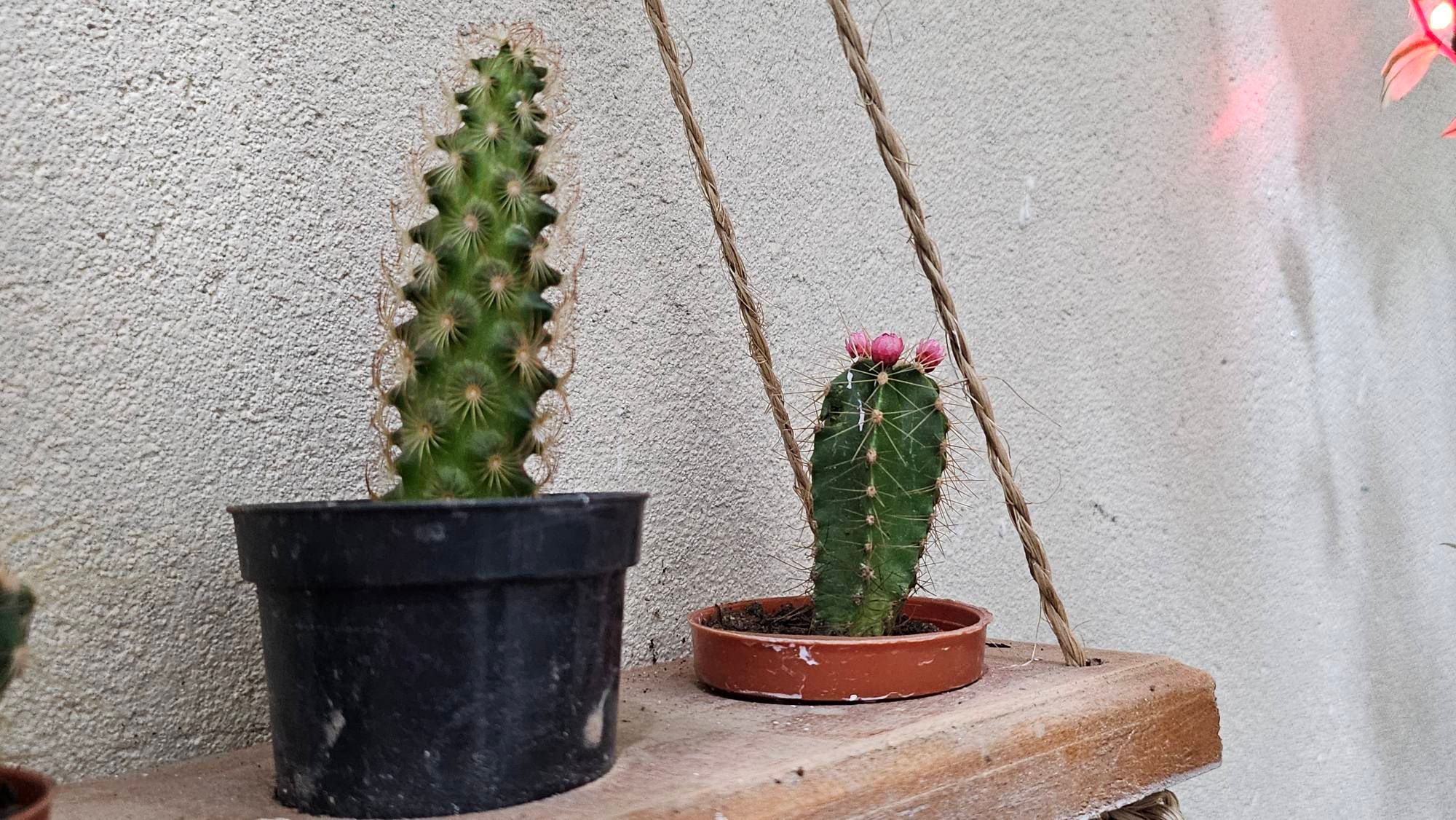 Plantas - Samsung Members