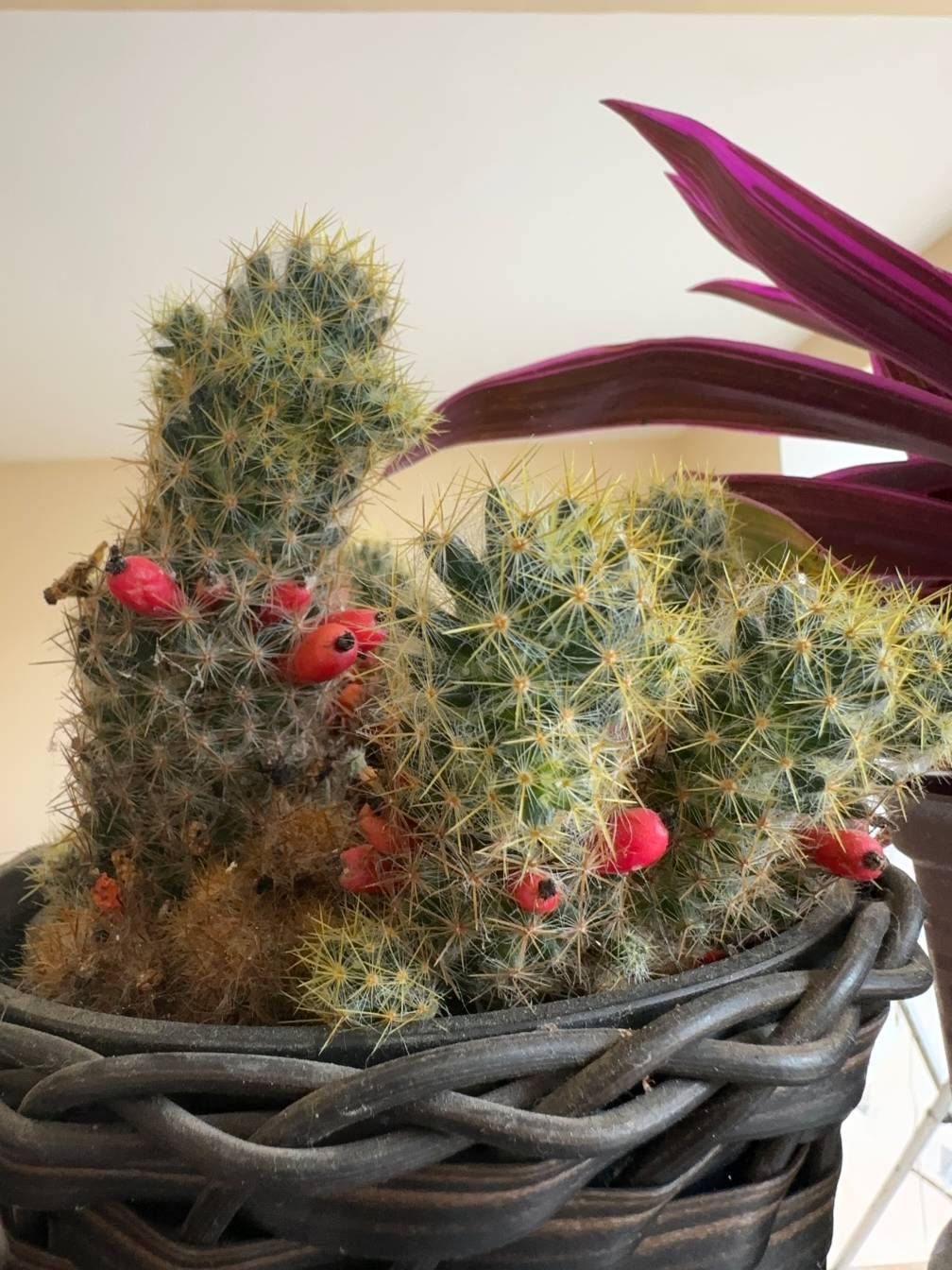 Cacto com mini caju? - Samsung Members