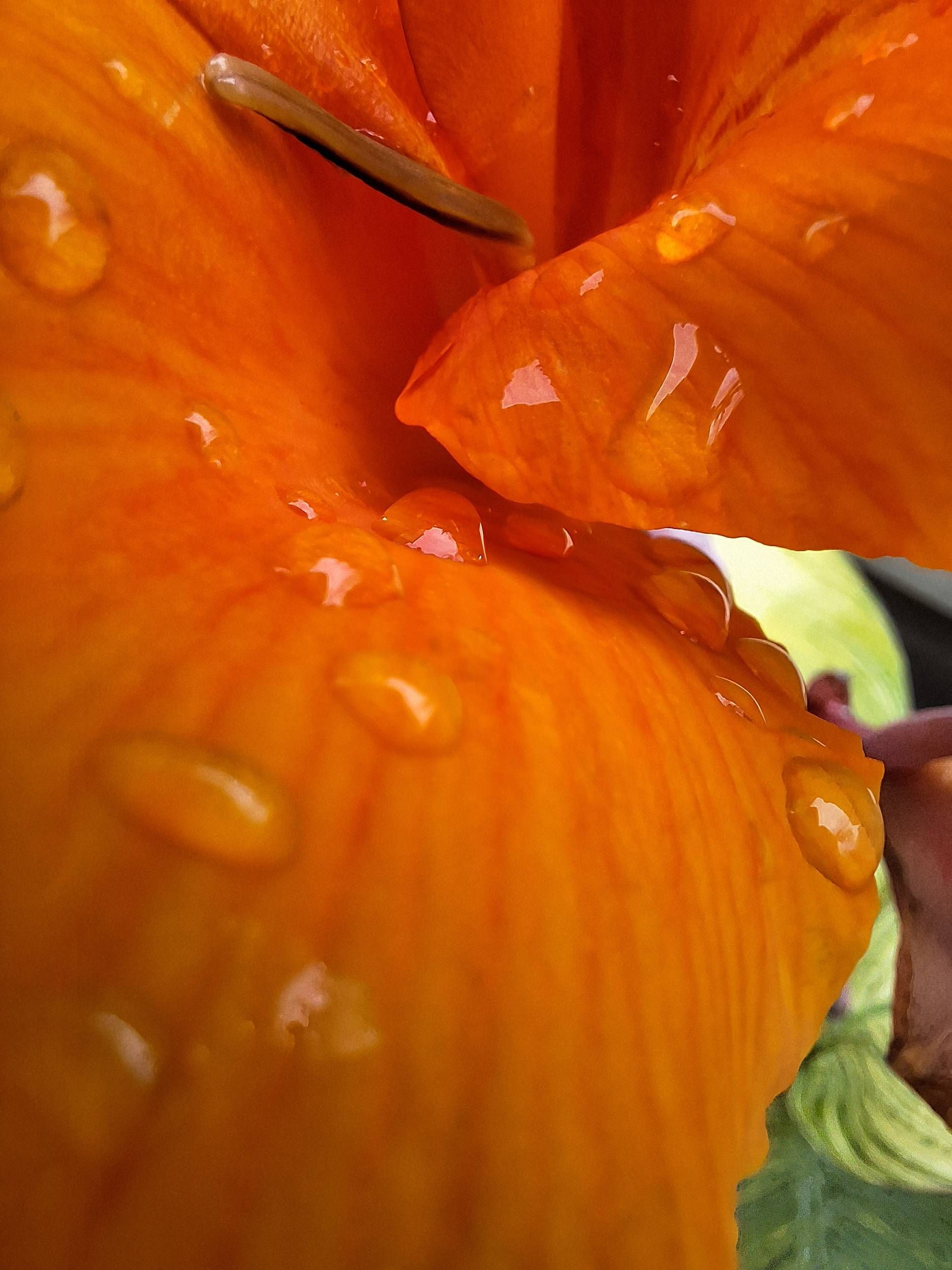 Butiran Air Membasahi Bunga #DroiddecPhoto2024 - Samsung Members