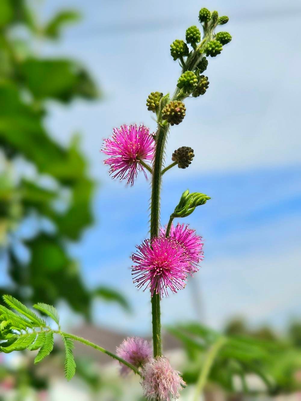 Bunga rumput semalu menjulang tinggi - Samsung Members