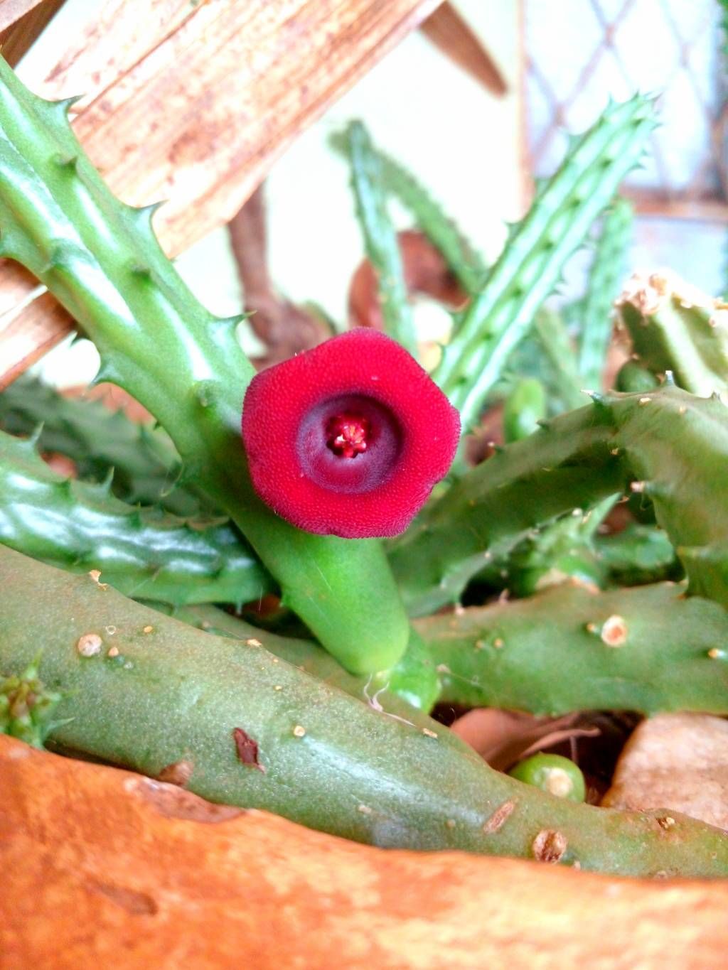 Flor de Suculenta- 📸(A02) - Samsung Members