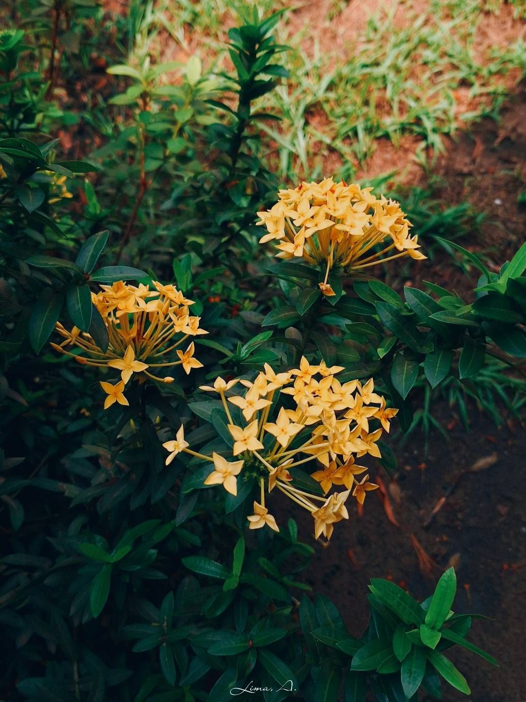 As florzinhas de quatro pétalas 🏵 - Samsung Members