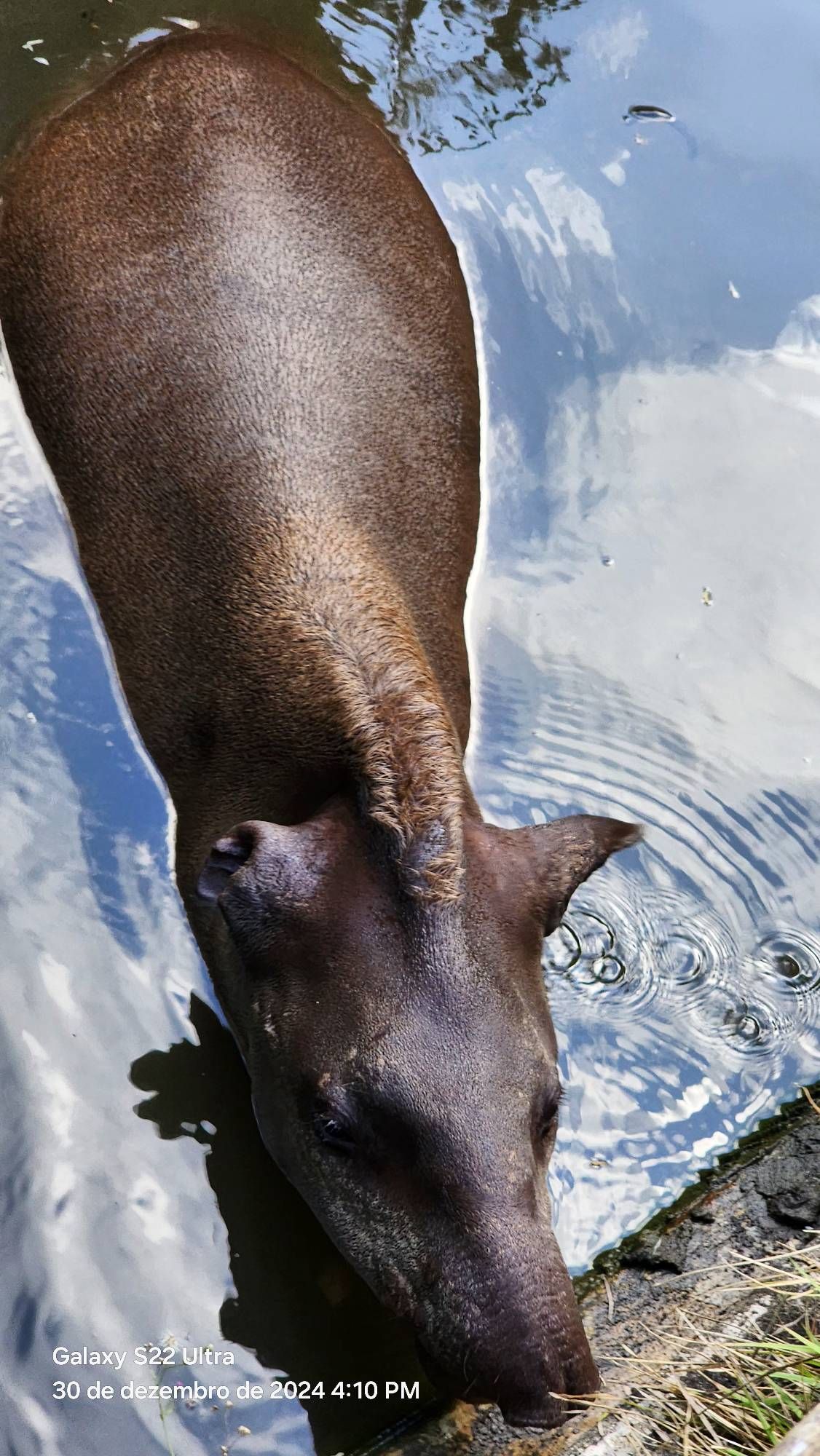 Olha ela aí mais uma vez, a anta tomando um banho! - Samsung Members