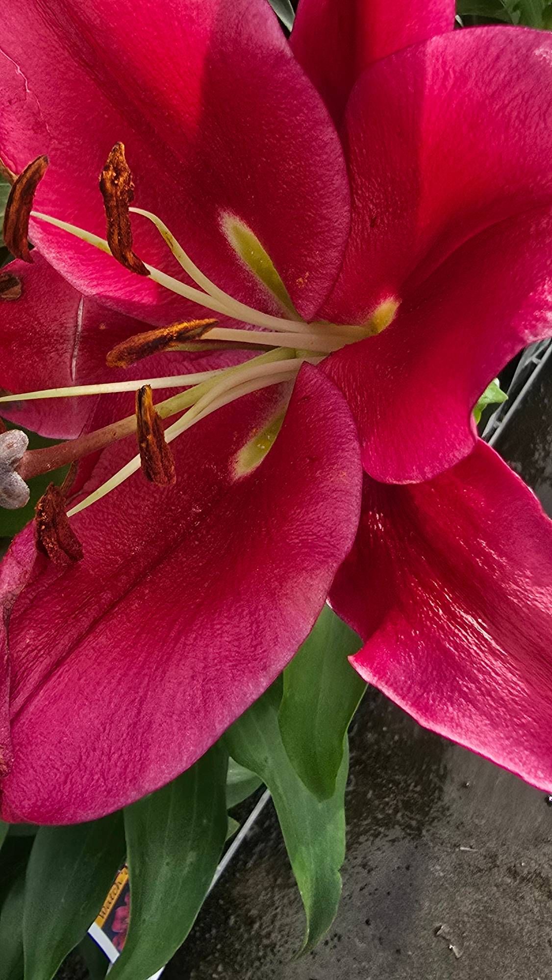 Flowers bloom🏵️💐 - Samsung Members