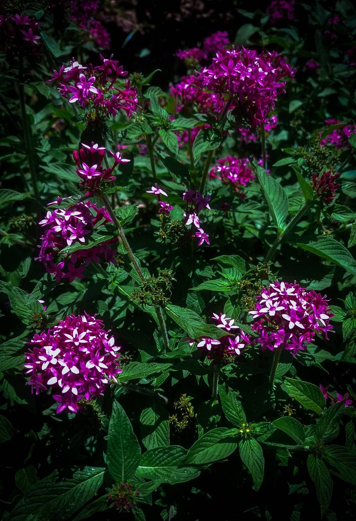 Flor 📸 - Samsung Members