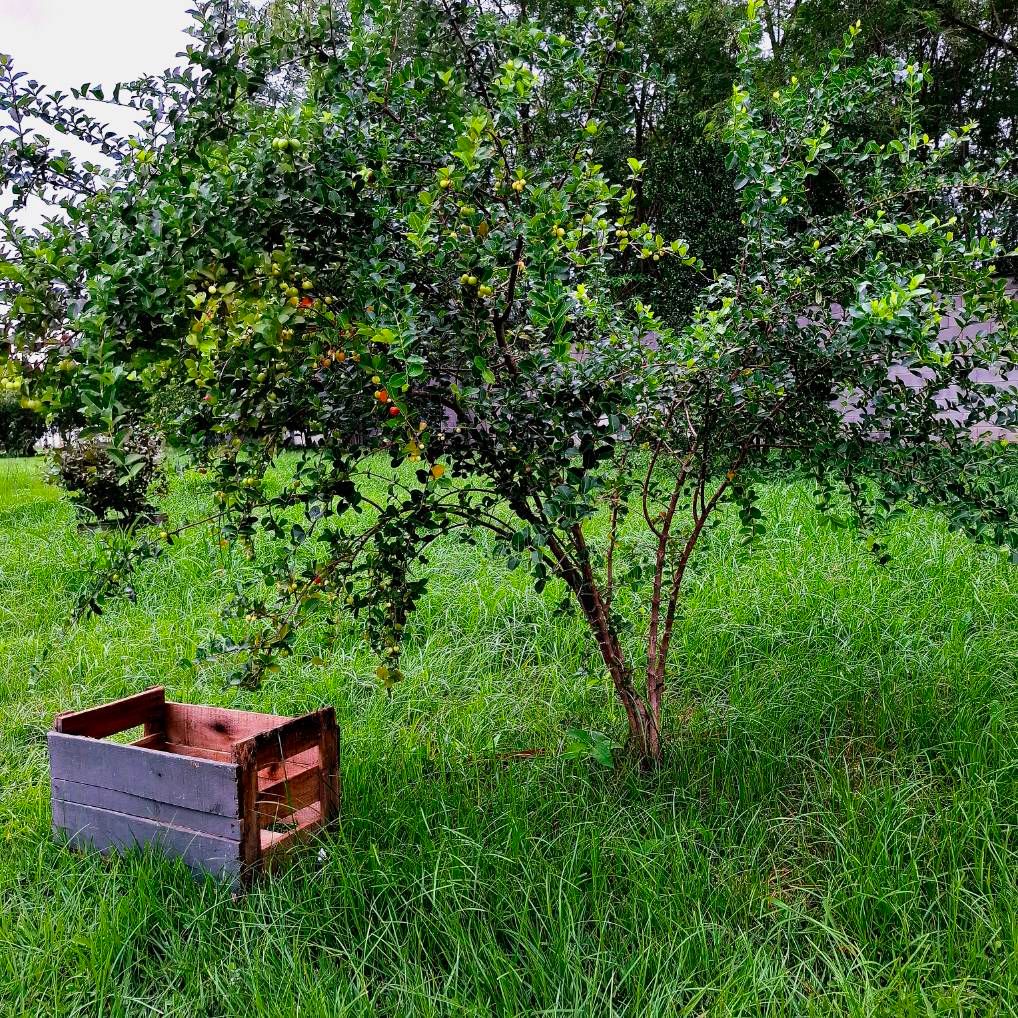 -Vamos colher acerola?🍒 ️‐ - Samsung Members