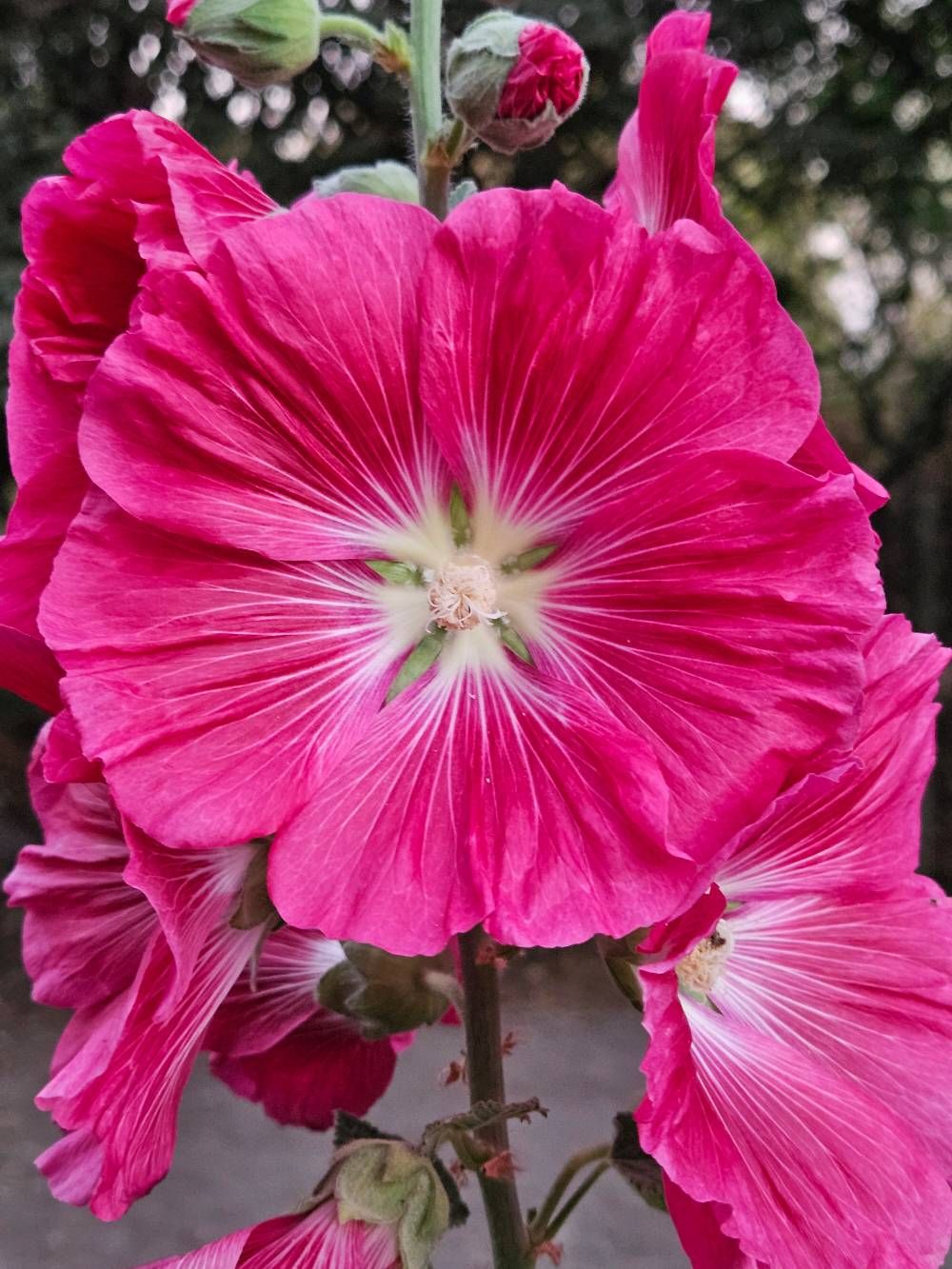 Alcea Rosea 🌸 - Samsung Members