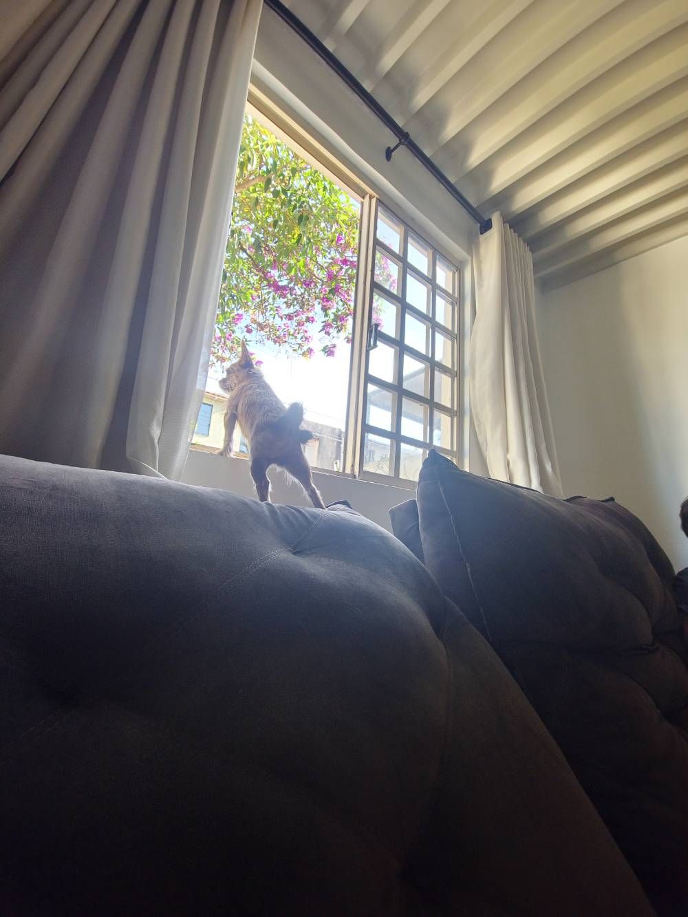 Dona fifi observando - Samsung Members