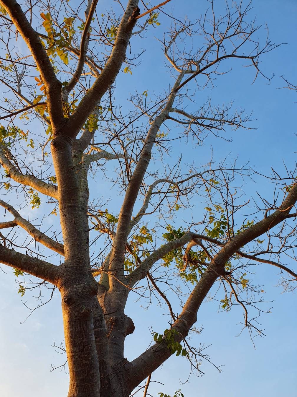 Learn and grow like a tree - Samsung Members