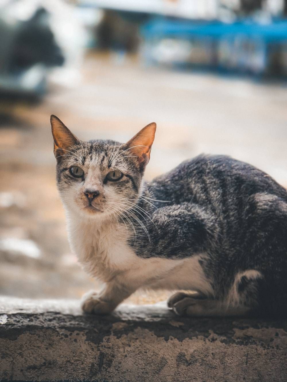 Catography 🐱📸 - Samsung Members