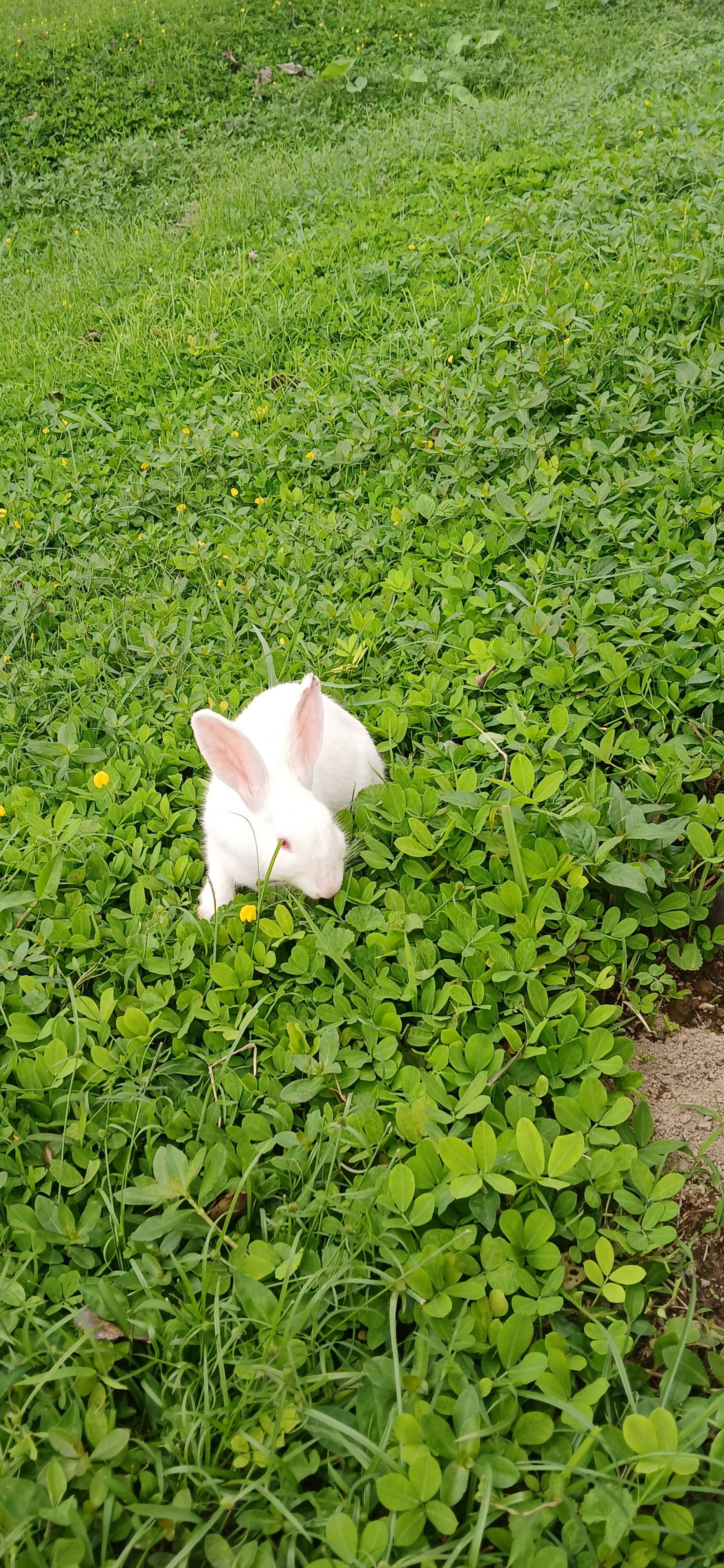 Rabbits - Samsung Members