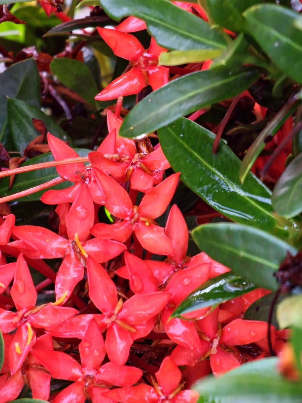 Iroxa a gotas de chuva - Samsung Members