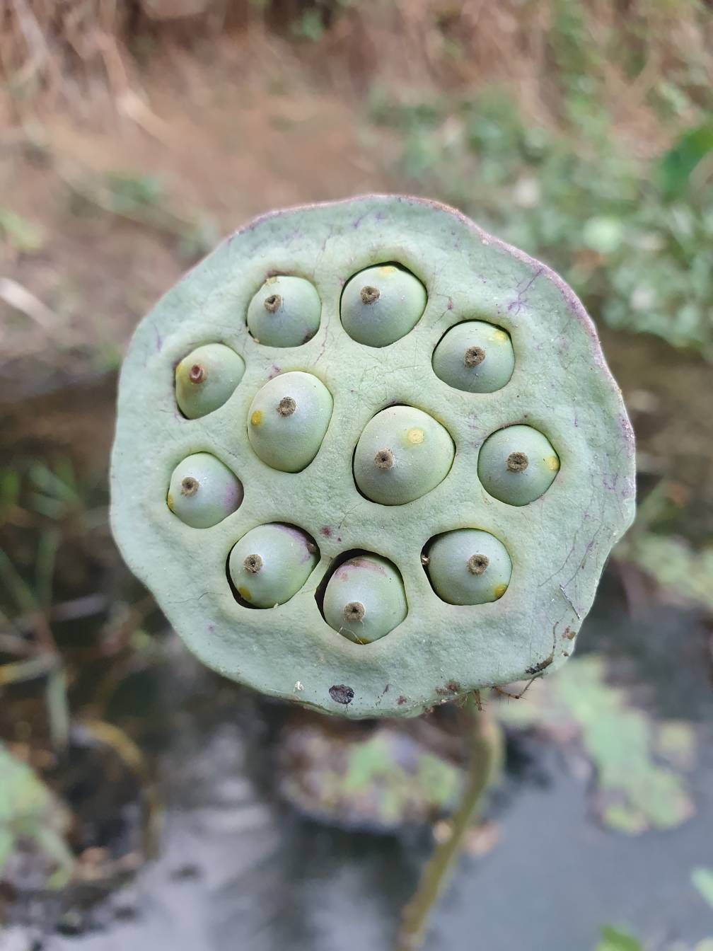 Lotus seeds - Samsung Members