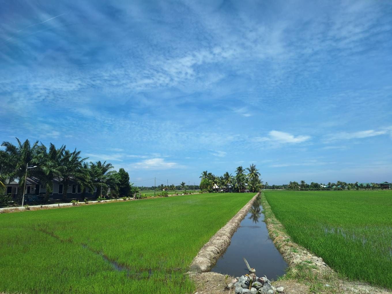 Sawah Bendang - Samsung Members
