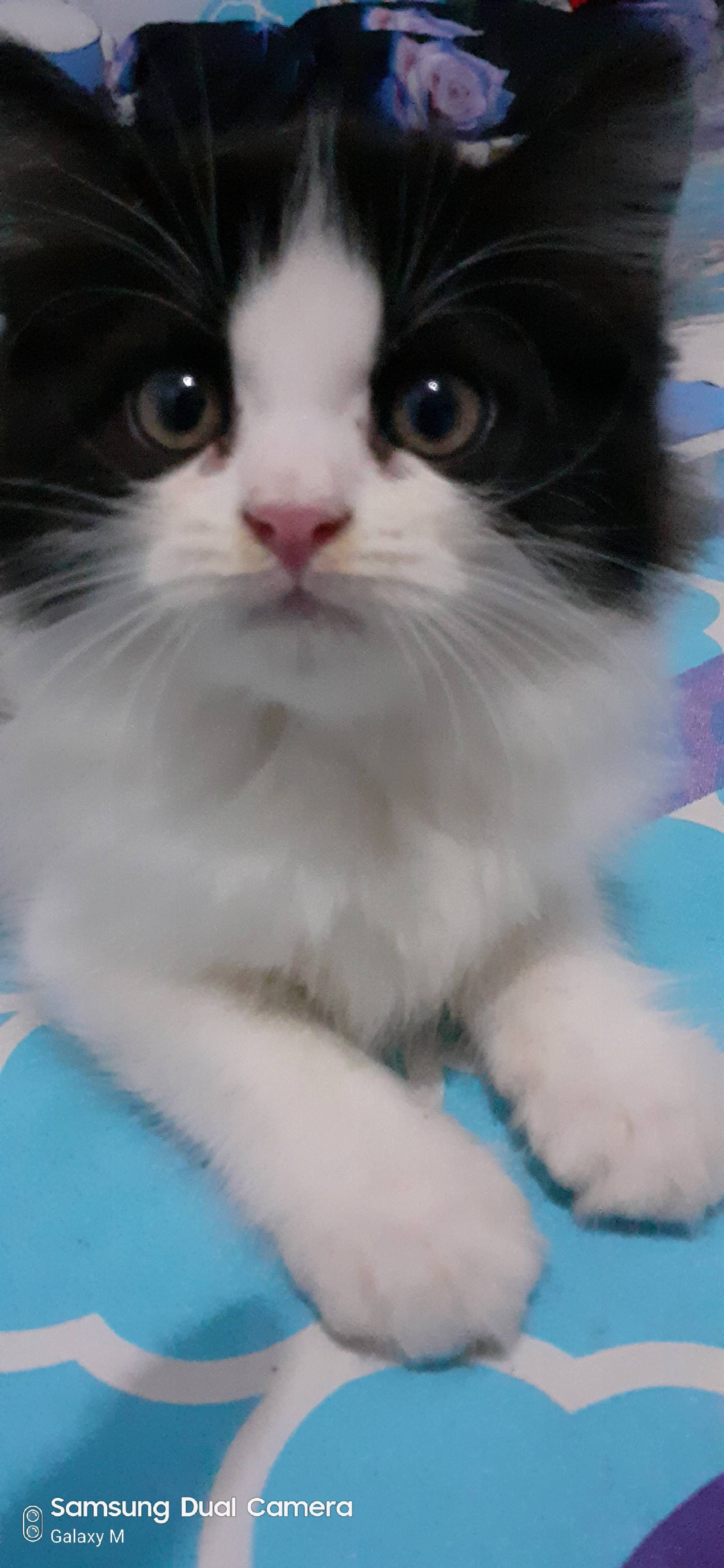 hitam putih - Samsung Members