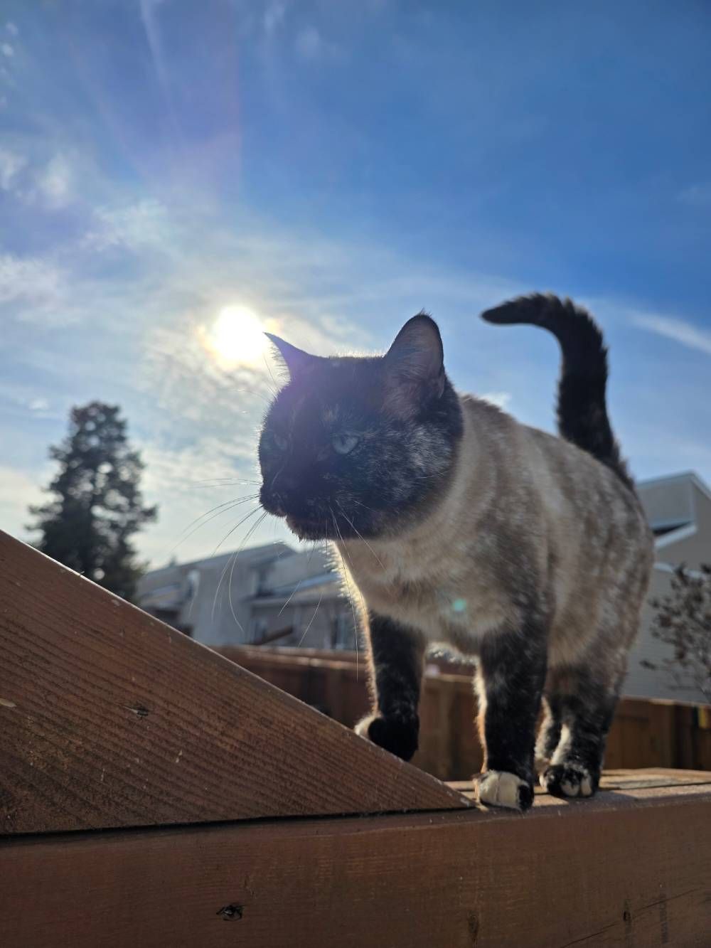 March 01 2025 spring sunny cat s25u edm ab canada - Samsung Members