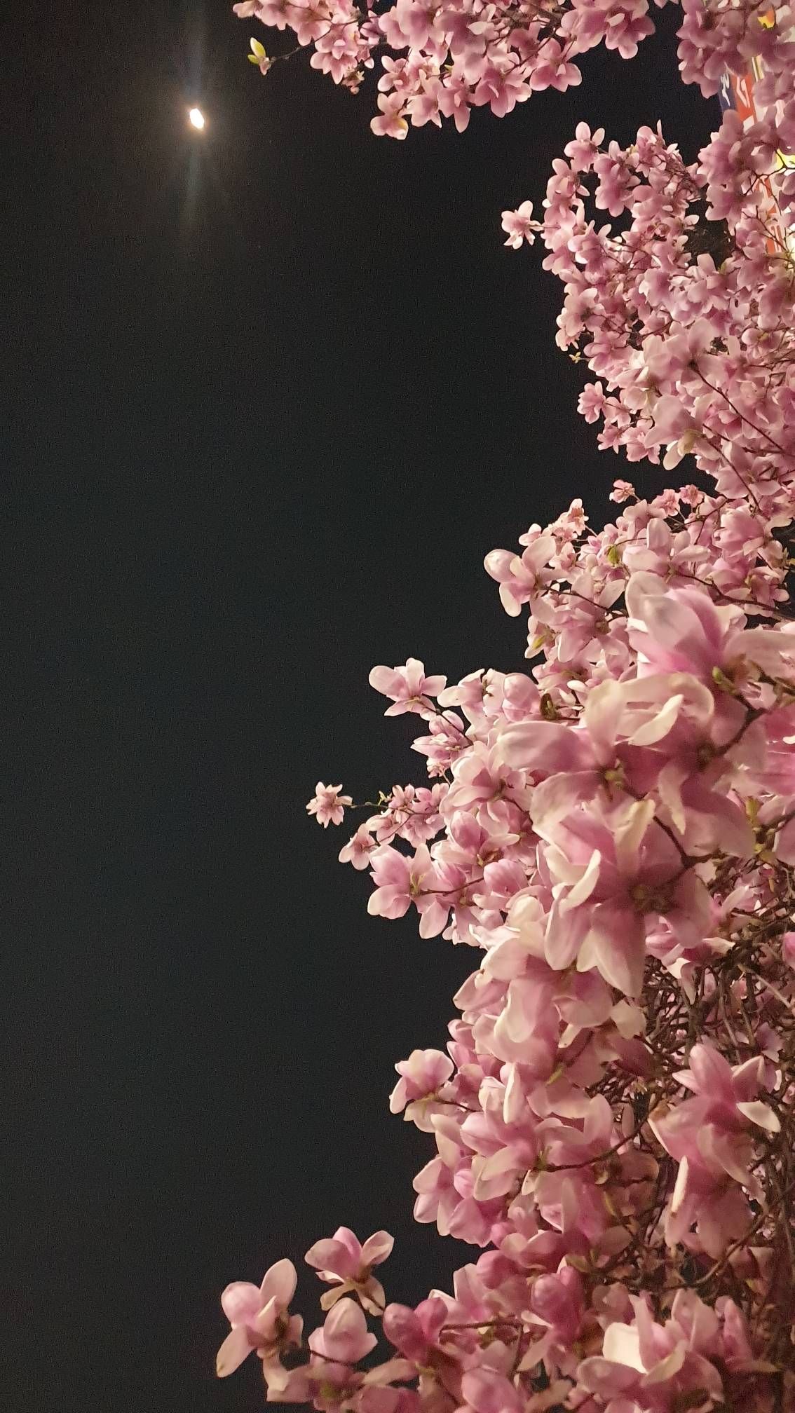 적목련이 흐드러지던 봄밤 - Samsung Members