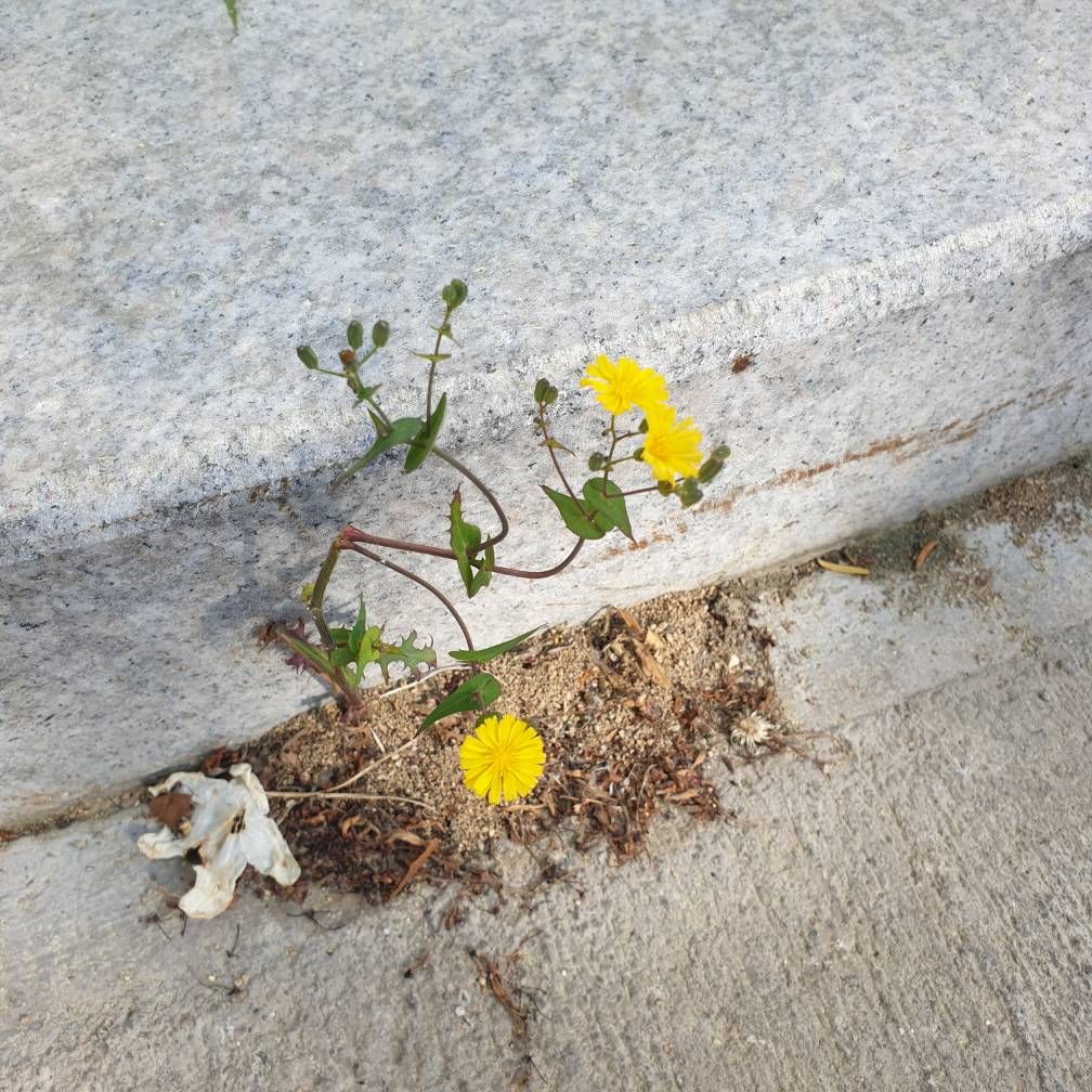 봄이 오는 사진 - Samsung Members