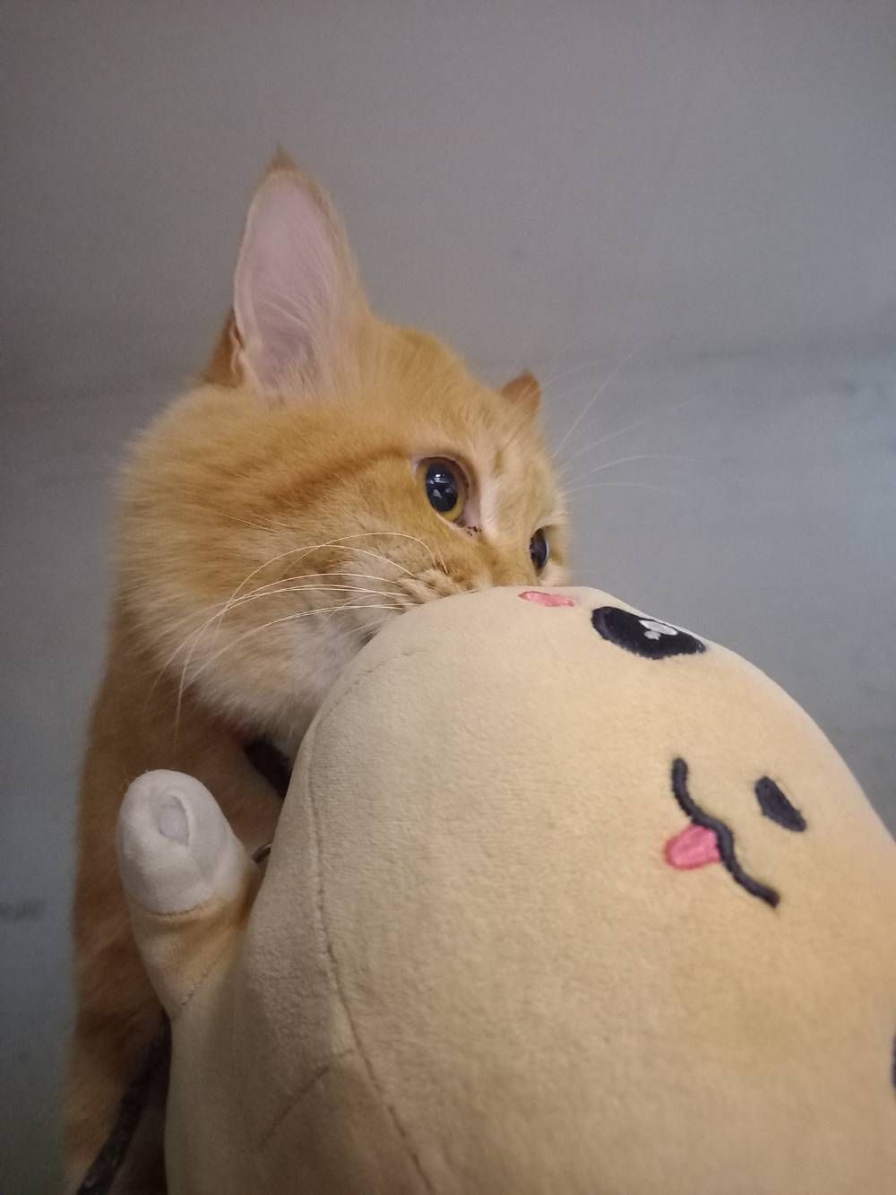 Meow - Samsung Members