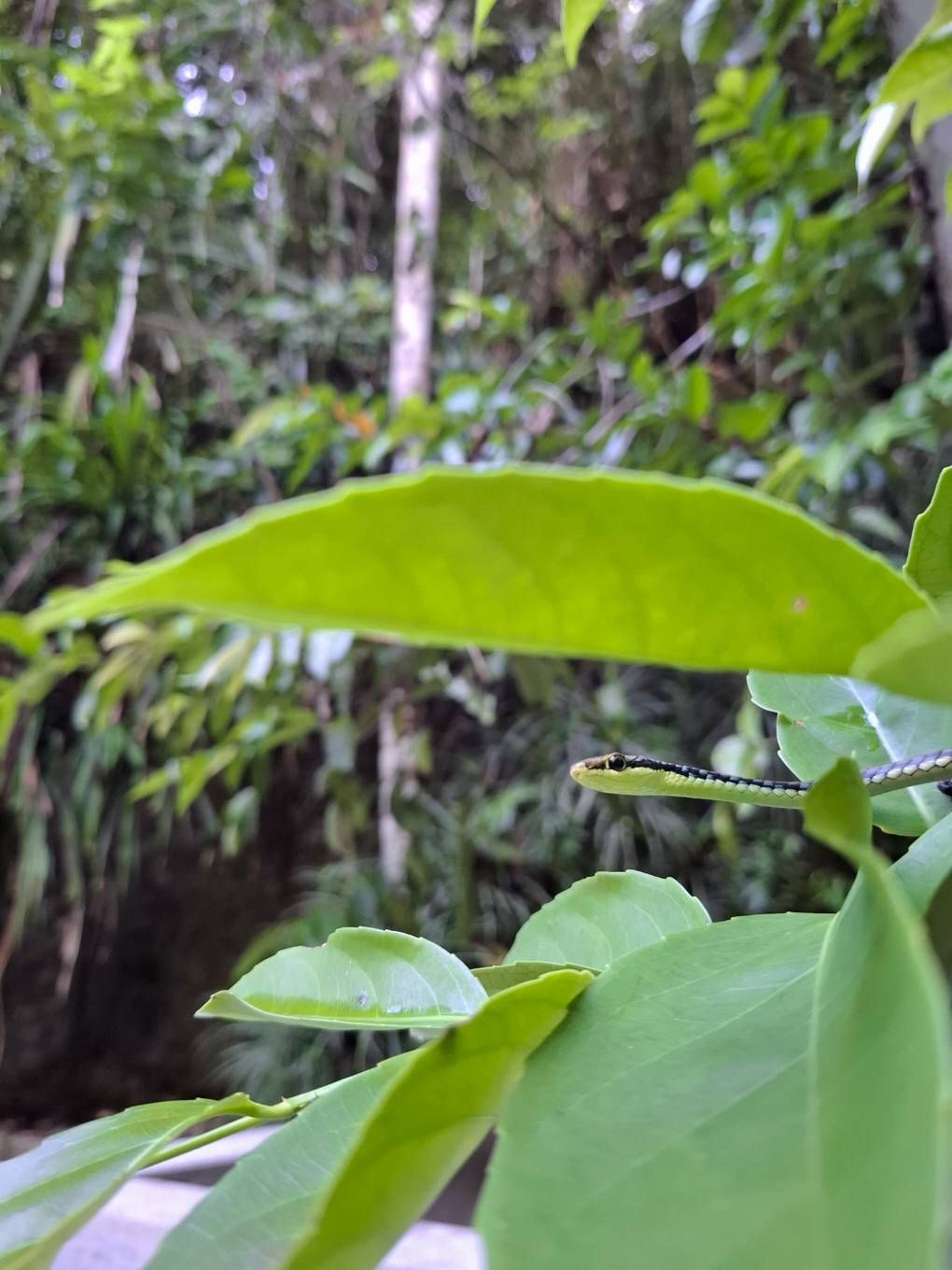 The elusive but cute Bronzeback snake 🐍 - Samsung Members