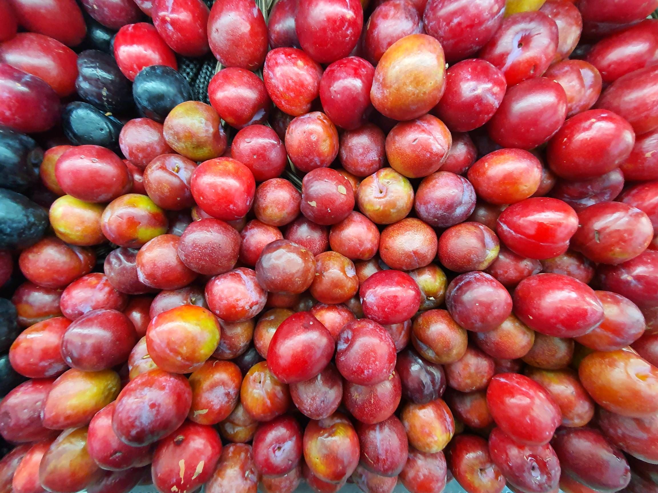 Hunting buah - Samsung Members